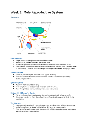 Week 3 - Reproductive System notes - Understand what the process of ...