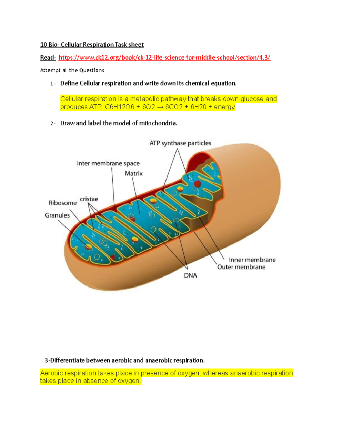 10 Bio-Cellular Respiration Tasksheet - 10 Bio- Cellular Respiration ...