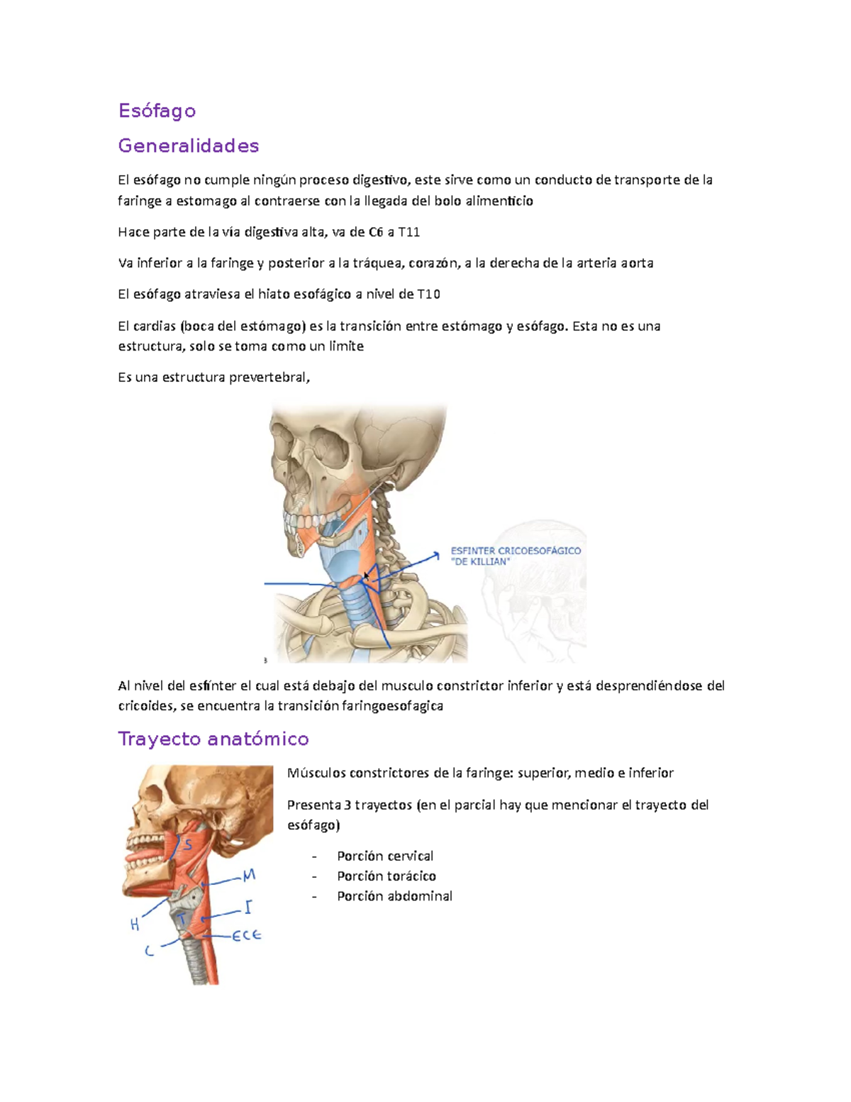 Anatomía de esófago y estomago - Esófago Generalidades El esófago no ...