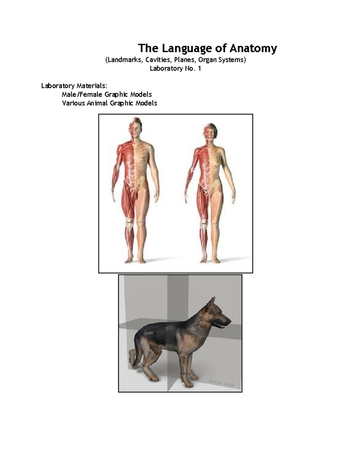 Laboratory No. 1 - The Language of Anatomy-converted - The Language of ...
