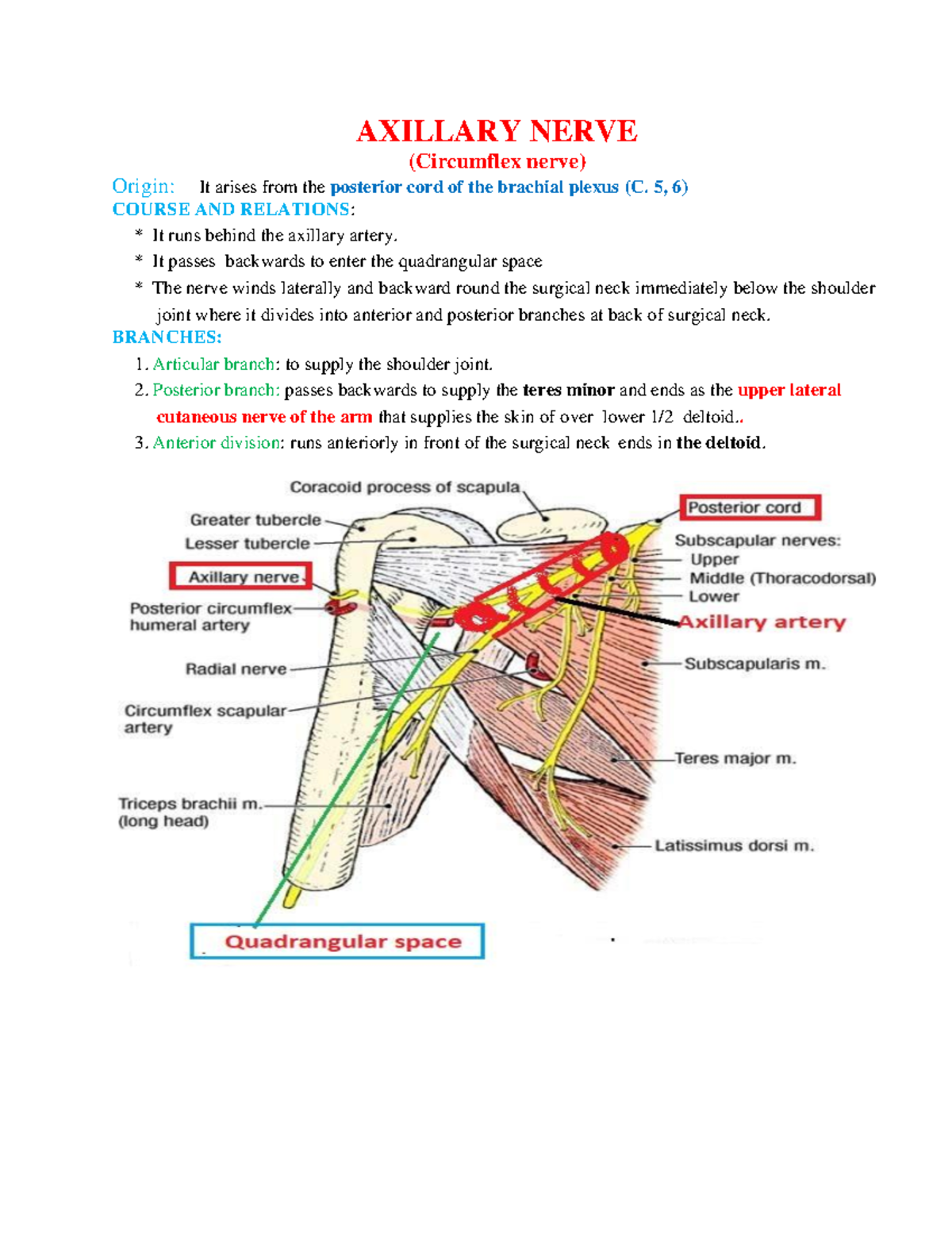 Upper limb nerves 1 - Fsdgghvvvc - AXILLARY NERVE (Circumflex nerve ...