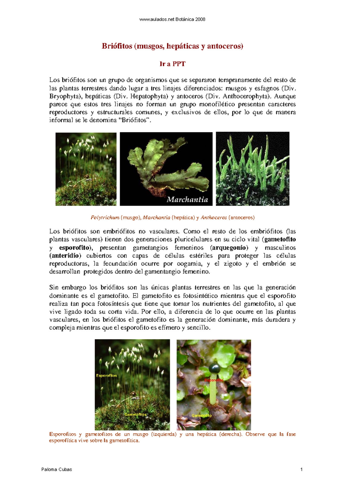 Briofitos biologia - aulados Botánica 2008 Briófitos (musgos, hepáticas ...