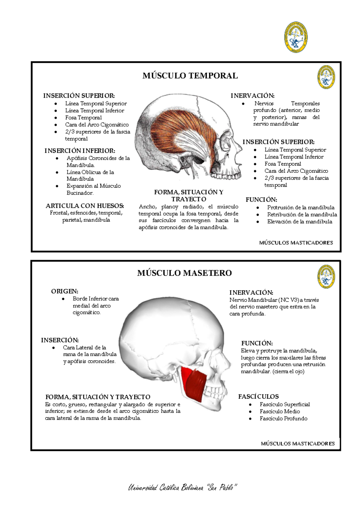 Fichas de músculos - MÚSCULOS MASTICADORES MÚSCULOS MASTICADORES ...