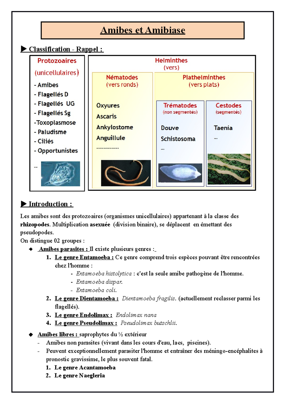 2- Amibes et amibiase - Classification - Rappel : Introduction : Les ...