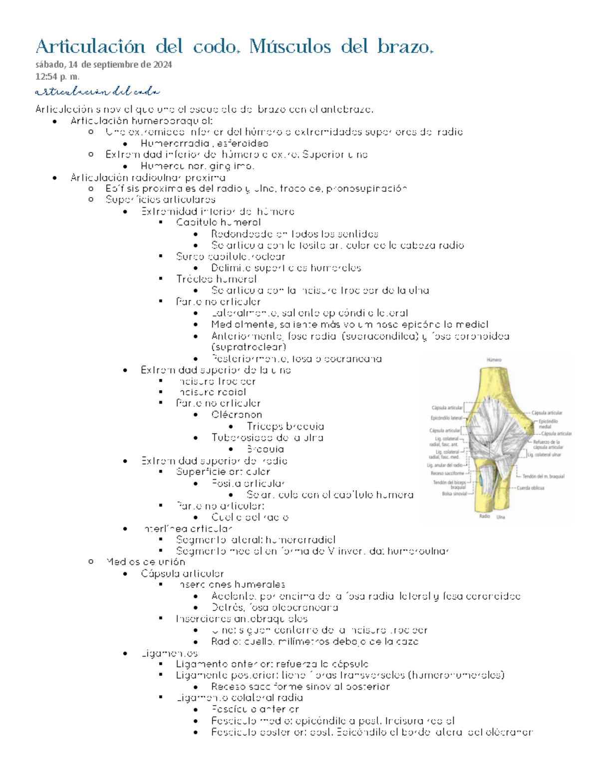 Articulación del codo y músculos del brazo - Articulación del codo. Músculos del brazo. sábado ...