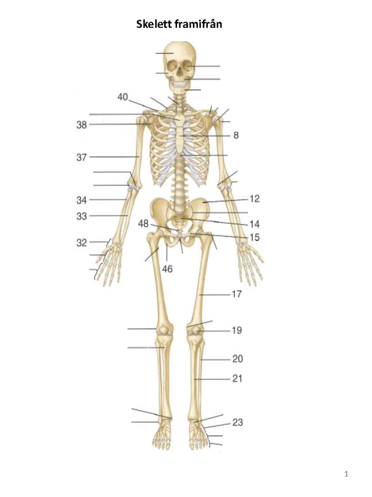 Anatomiska ِvningsbilder - OMG001 - Skelett framifrån ++++ ́ ́ Skelett ...