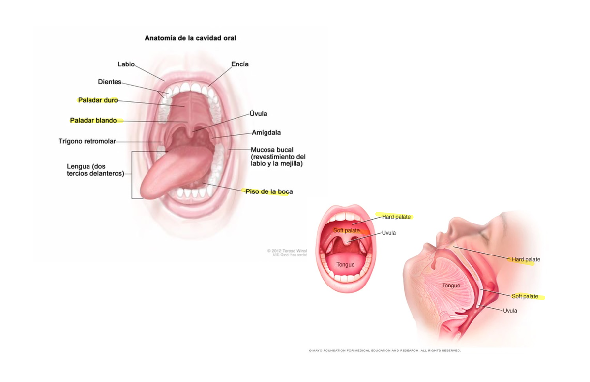 Práctica 2 - apunts gr - Anatomofisiologia 2 - CARA ANTERIOR - Studocu
