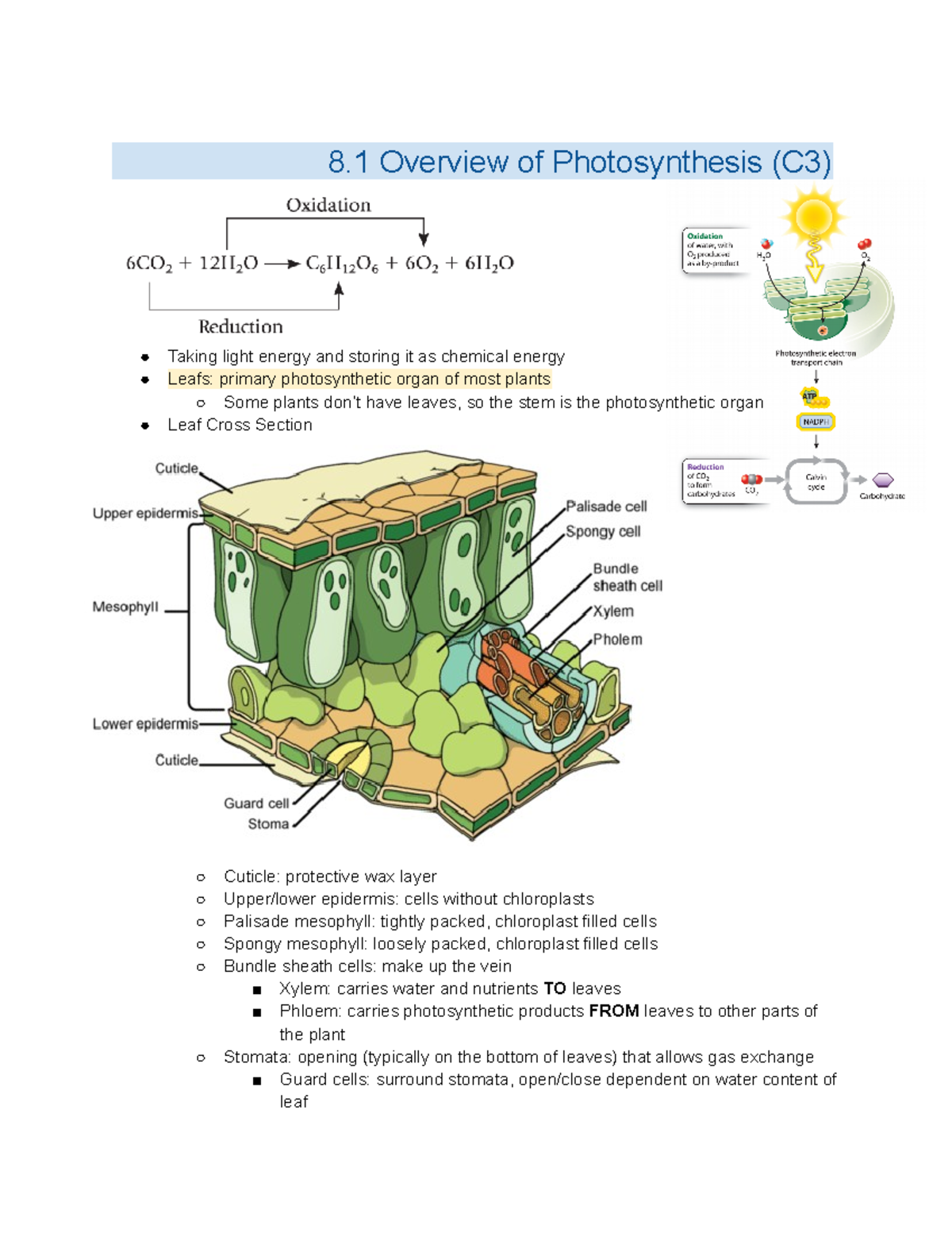 Copy of Chapter 8 photosynthesis - 8 Overview of Photosynthesis (C3 ...