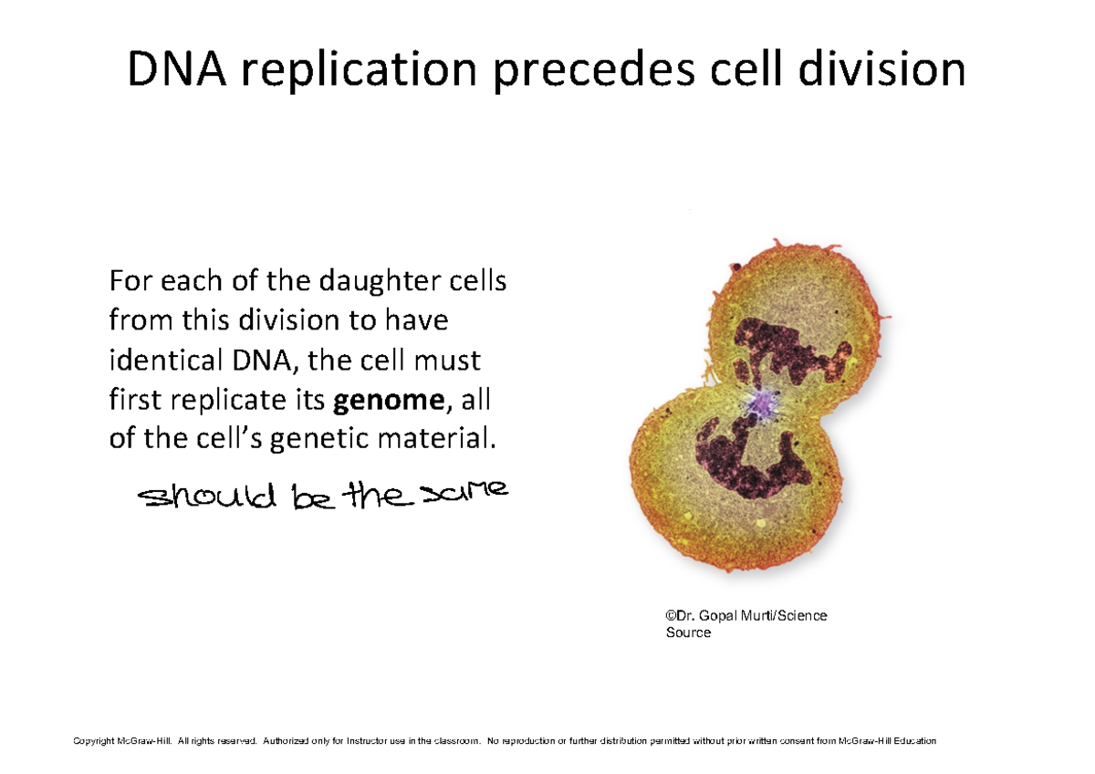 Lecture 6 DNA the genetic material(2) - DNA replication precedes cell ...