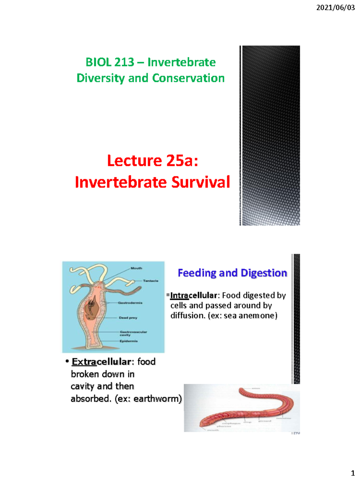 L#27 Invertebrate Survival Development - BIOL 213 – Invertebrate ...