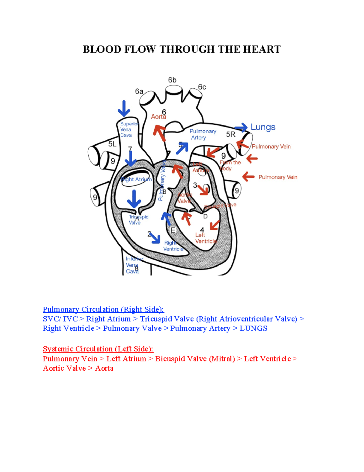 Blood FLOW Through THE Heart - PRNU 124 - BLOOD FLOW THROUGH THE HEART ...