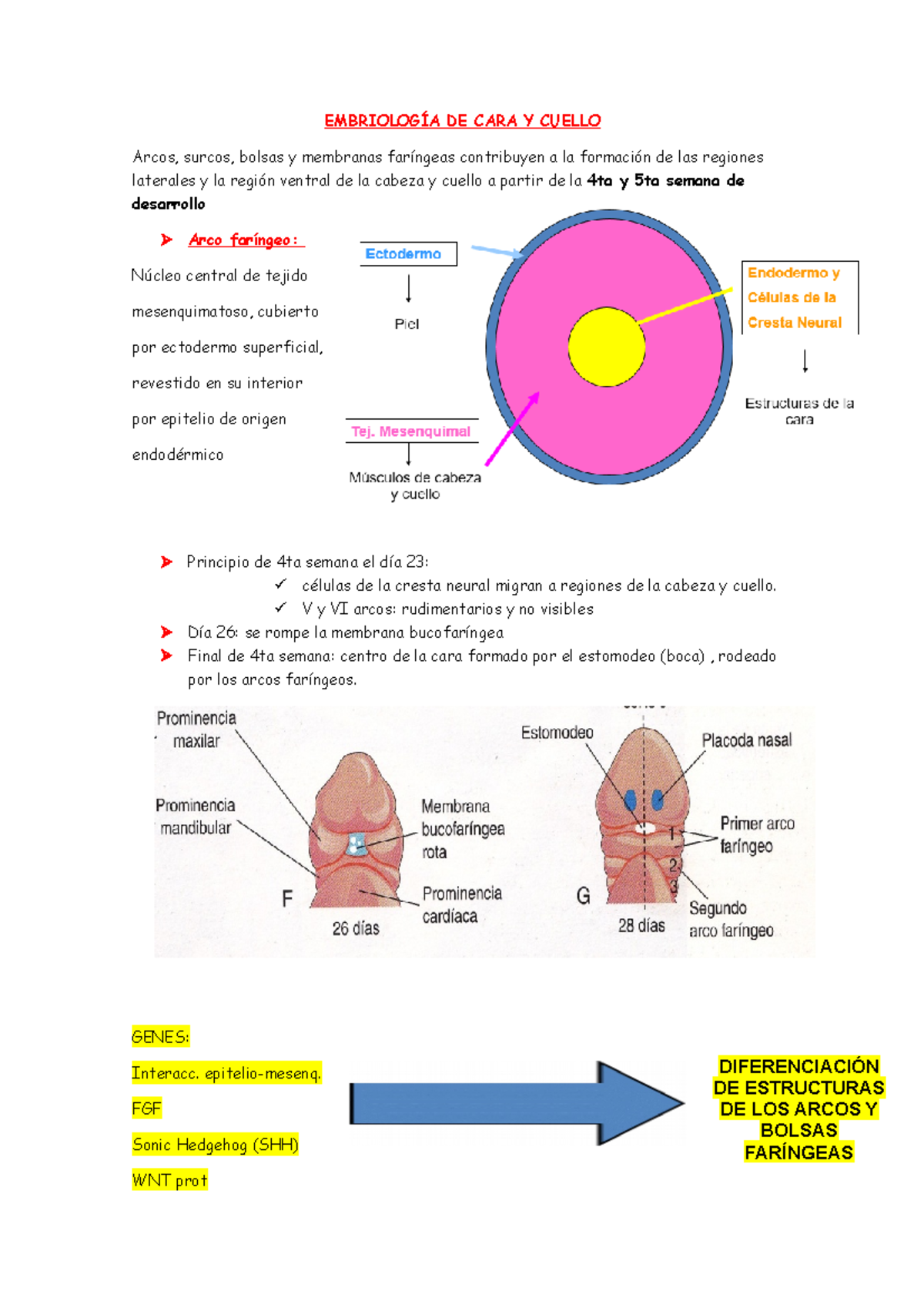 4. B Embriología DE CARA Y Cuello - EMBRIOLOGÍA DE CARA Y CUELLO Arcos ...