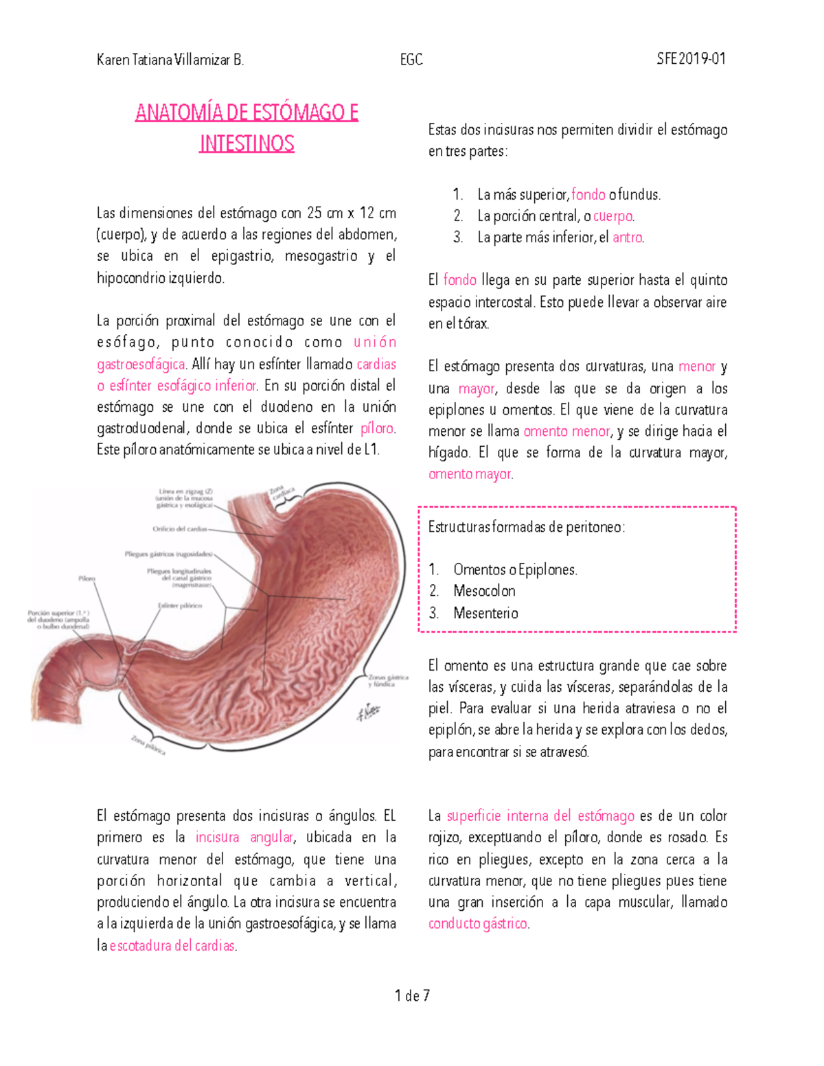 4. Anatomía DE Estómago E Intestinos - ANATOMÍA DE ESTÓMAGO E ...