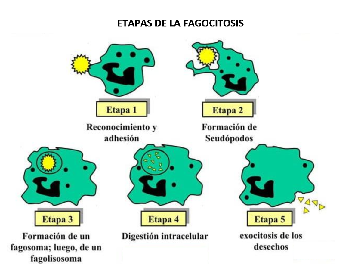 Fagocitosis - Ciencias de los Materiales - ETAPAS DE LA FAGOCITOSIS ...
