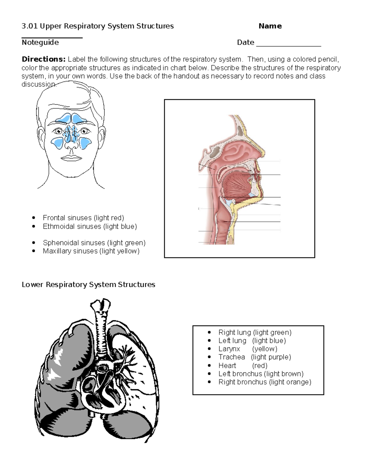 3.01 Respiratory System Note Guide - 3 Upper Respiratory System Structures Name Noteguide Date ...