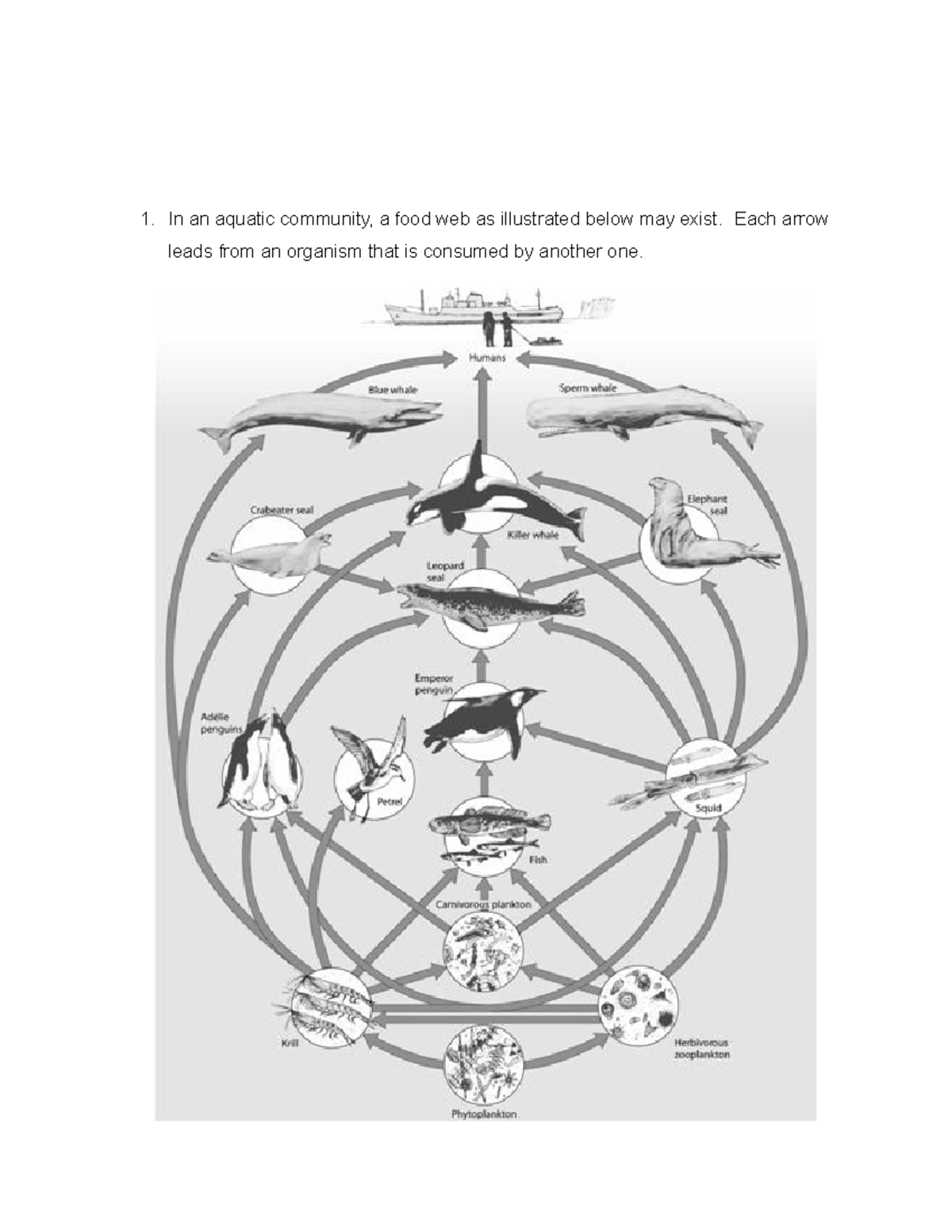 Food Web and Energy Pyramid - In an aquatic community, a food web as ...