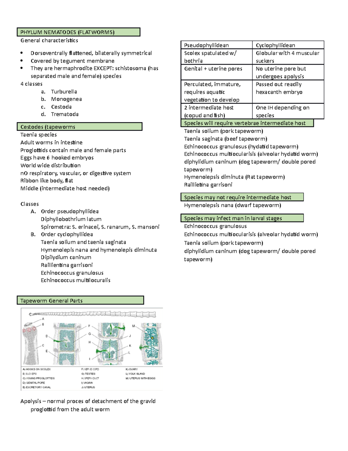Phylum Nematodes - PHYLUM NEMATODES (FLATWORMS) General characteristics ...