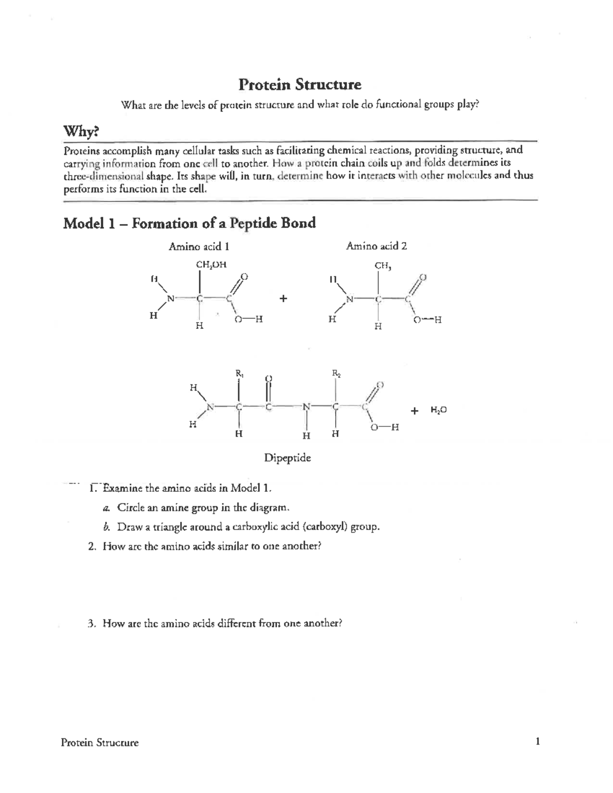BIO181 Protein Structure Worsheet - Protein Structure What are the ...