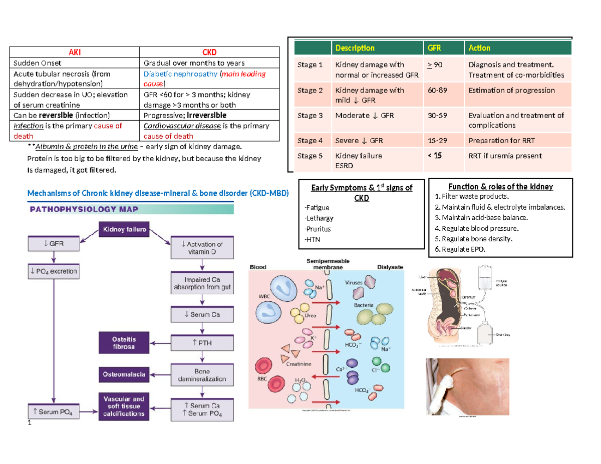 CKD - Study map - Function & roles of the kidney 1. Filter waste ...