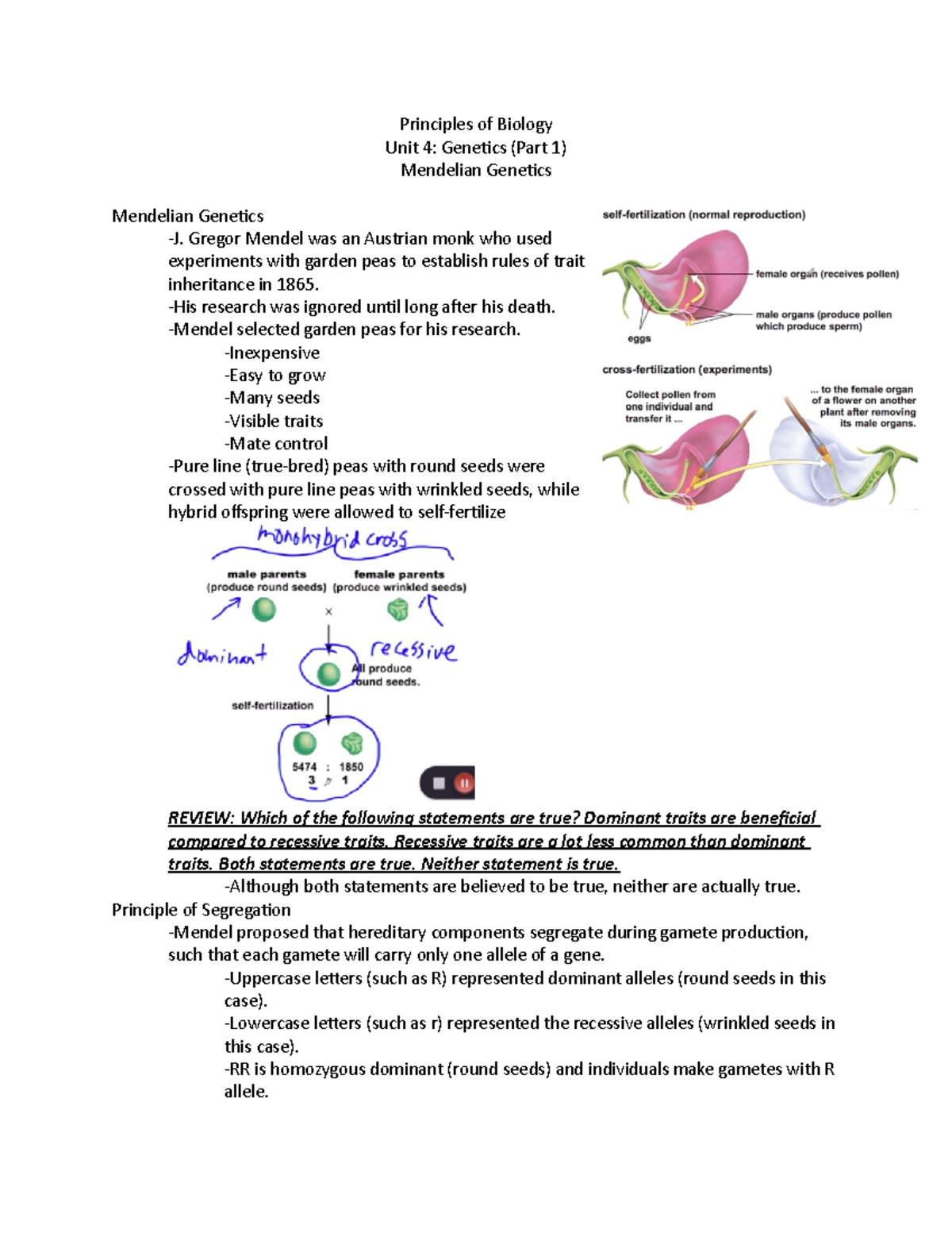 AP Bio Mendelian Genetics - Principles of Biology Unit 4: Genetics ...
