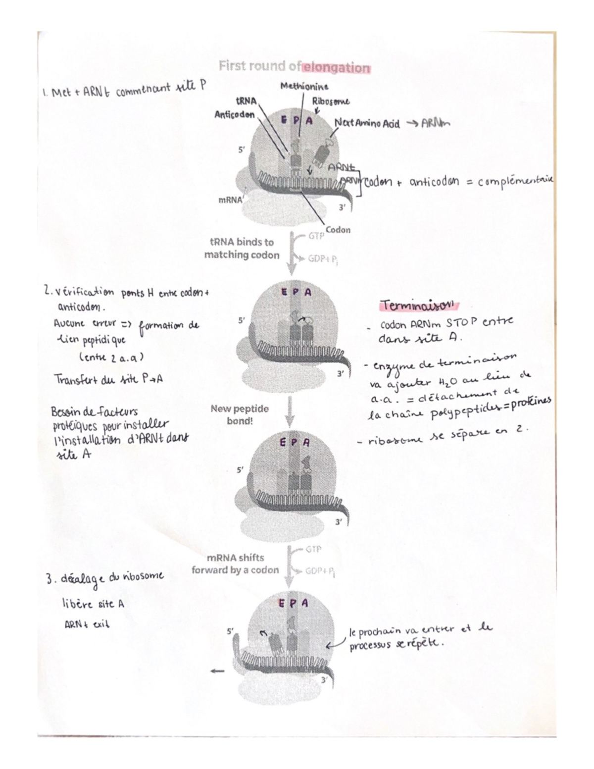Simple eukaryotic translation and traduction summaries - BIO 1140 - Studocu