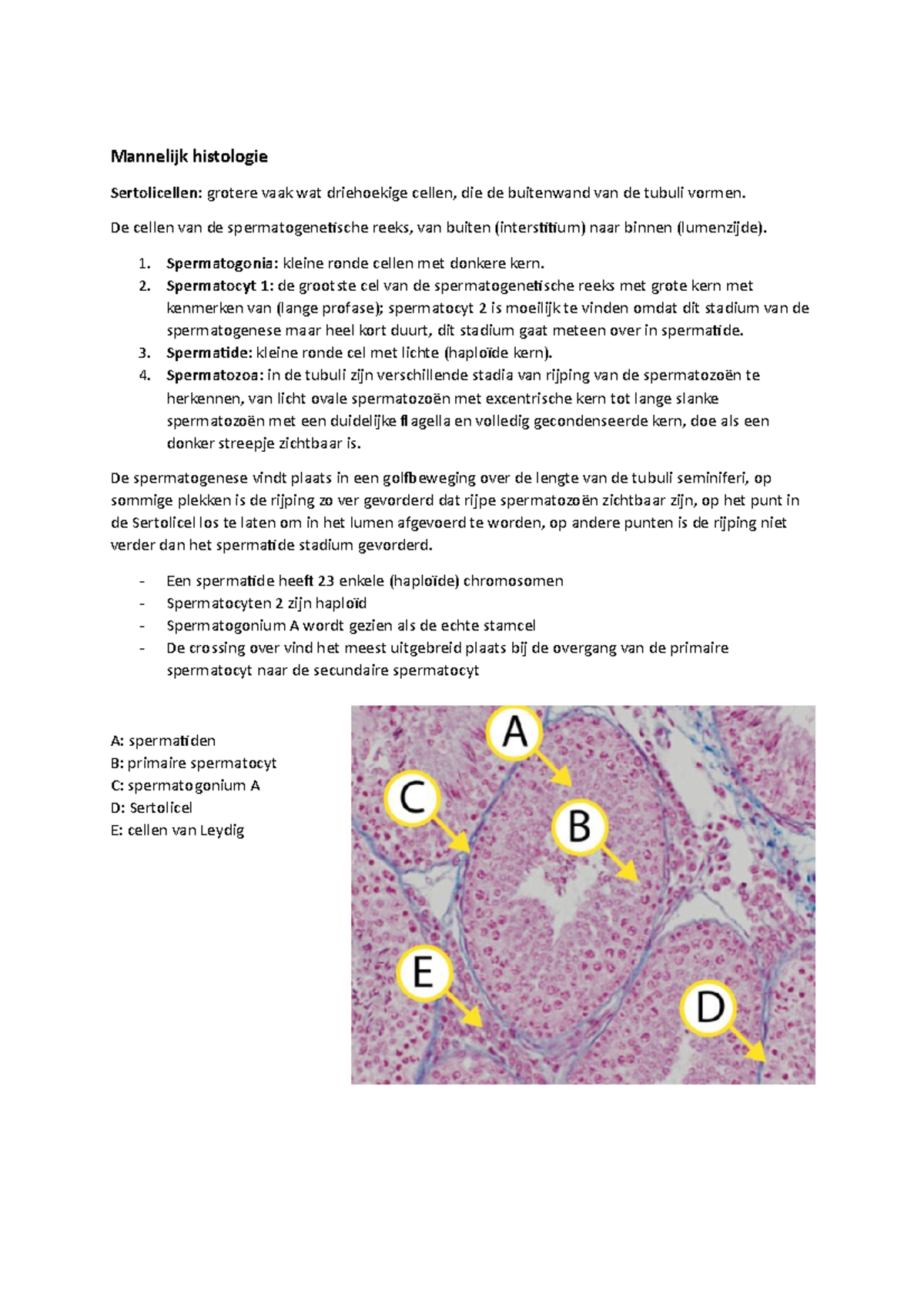 Gametogenese Sv HL - Mannelijk histologie Sertolicellen: grotere vaak ...