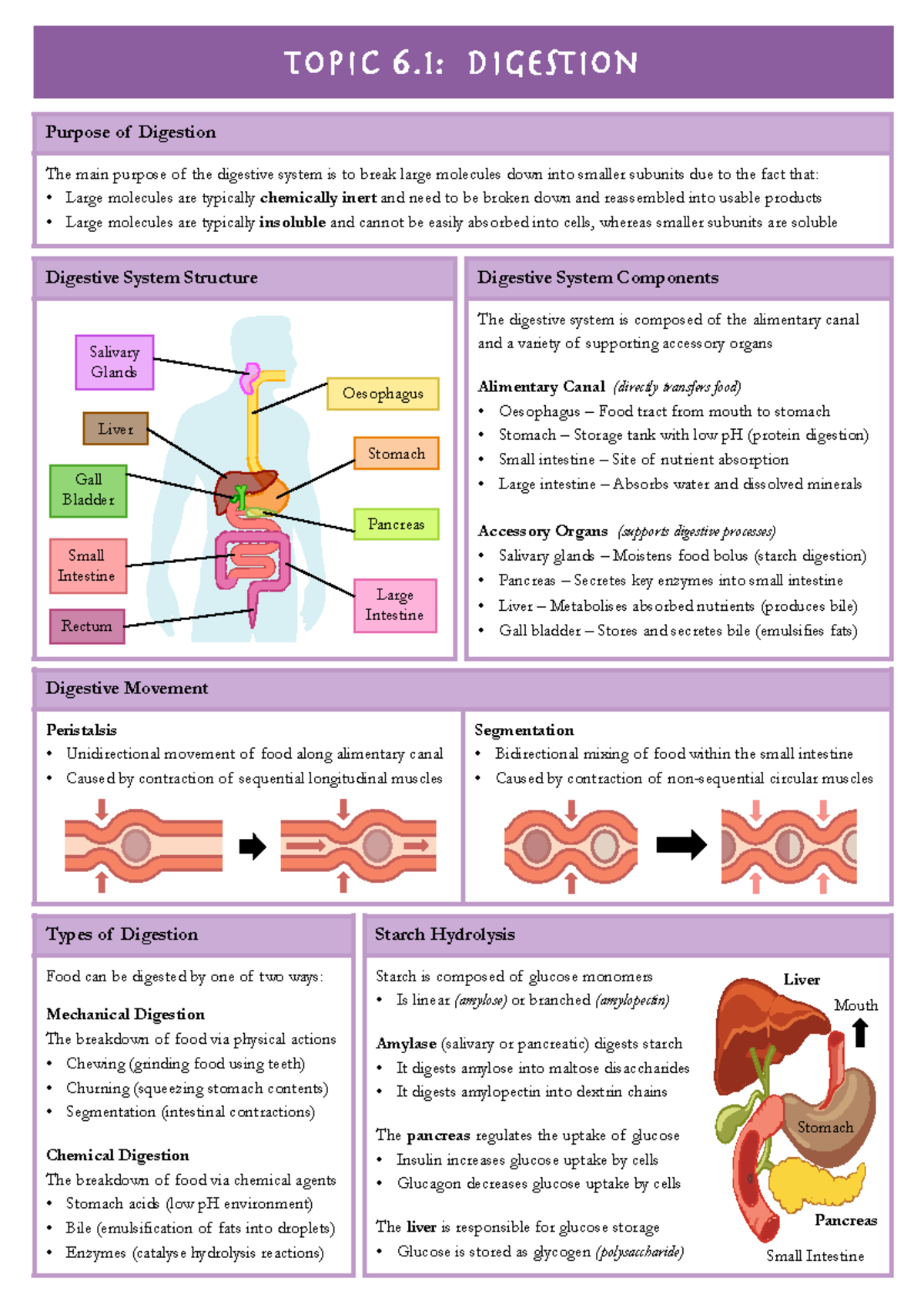 6.1 Digestion - Biology - Topic 6: DIGESTIOn Purpose of Digestion The ...