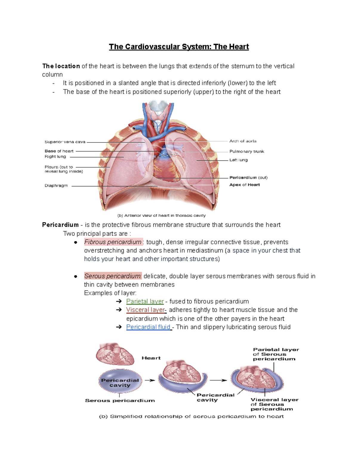 Anatomy 2 Test - test review questions and answers - The Cardiovascular ...
