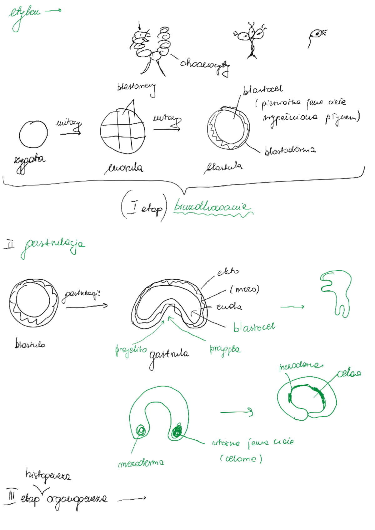Zwierzęta cz - hbbbbbbbbbb - etglan choaewoyty blostomery blastocel ...