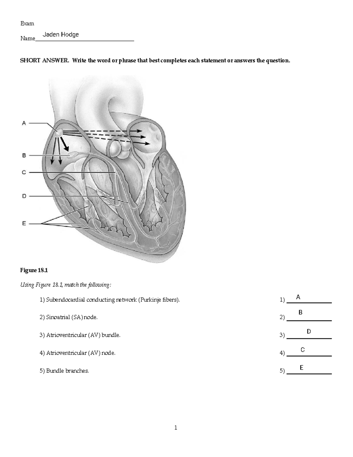 Jaden Hodge - cardiovascular system q Health 1 - Exam Name