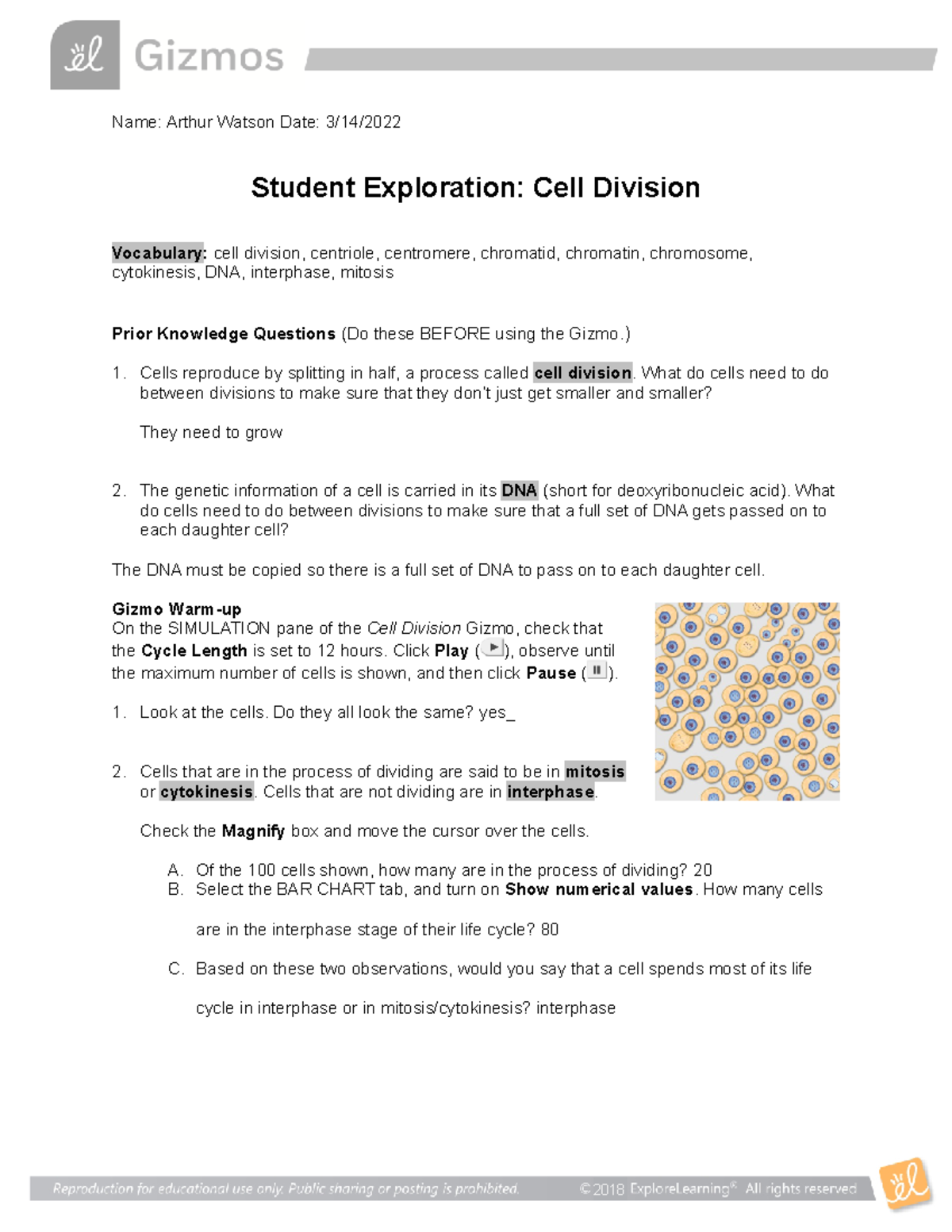Cell Division SE - gizmos answered document - Name: Arthur Watson Date ...