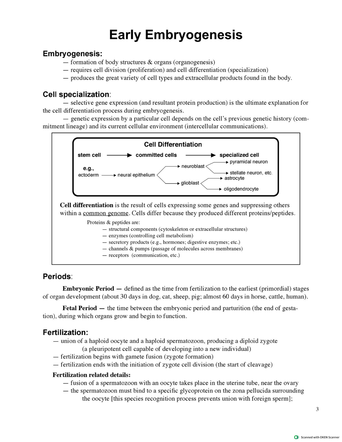 Embryogenesis - Cell Biology - Studocu