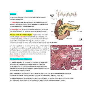 AnatomÍa DEL PÁncreas - PANCREAS SEMIOLOGIA DEL Es una mixta, de ...