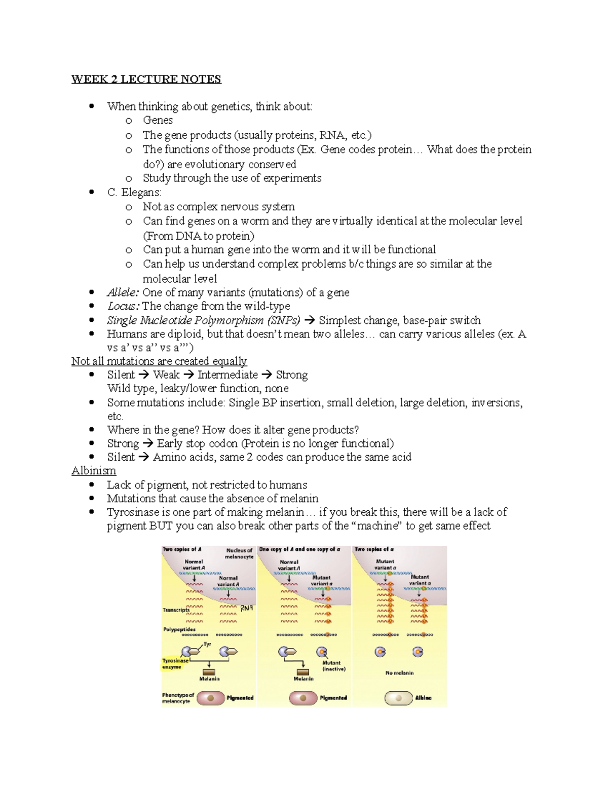 WEEK 2 Lecture Notes - WEEK 2 LECTURE NOTES When thinking about ...