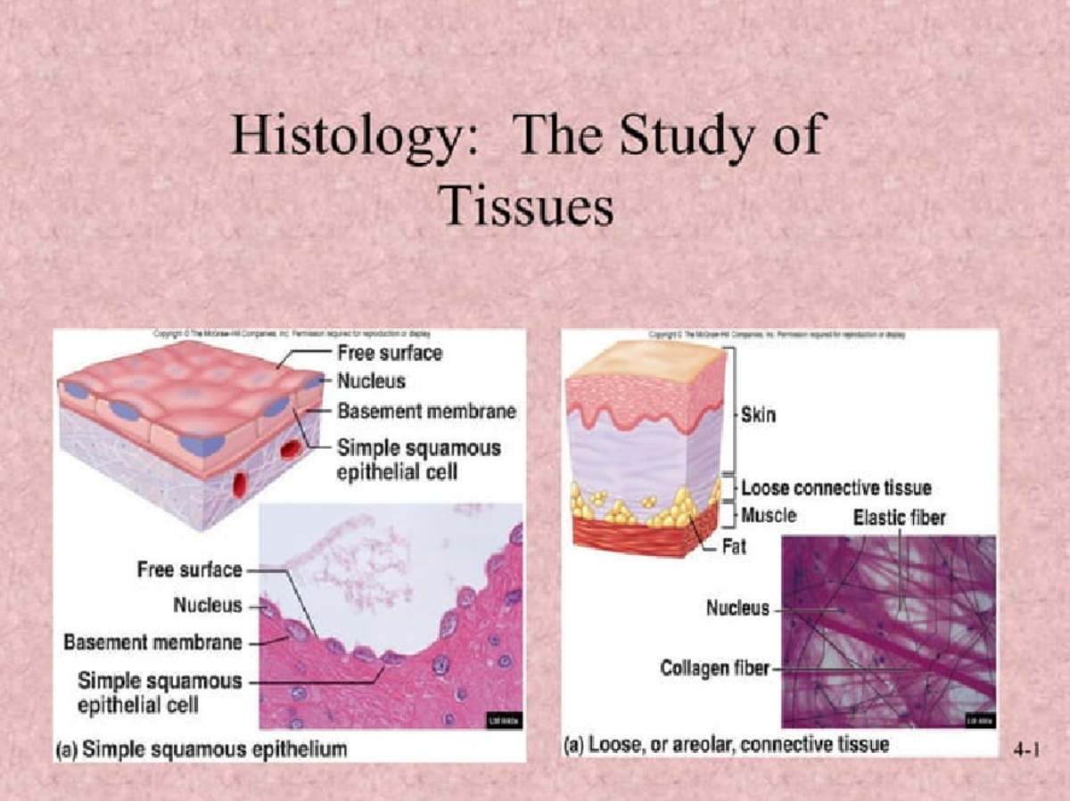 Introduction - Histology - Biology - Studocu