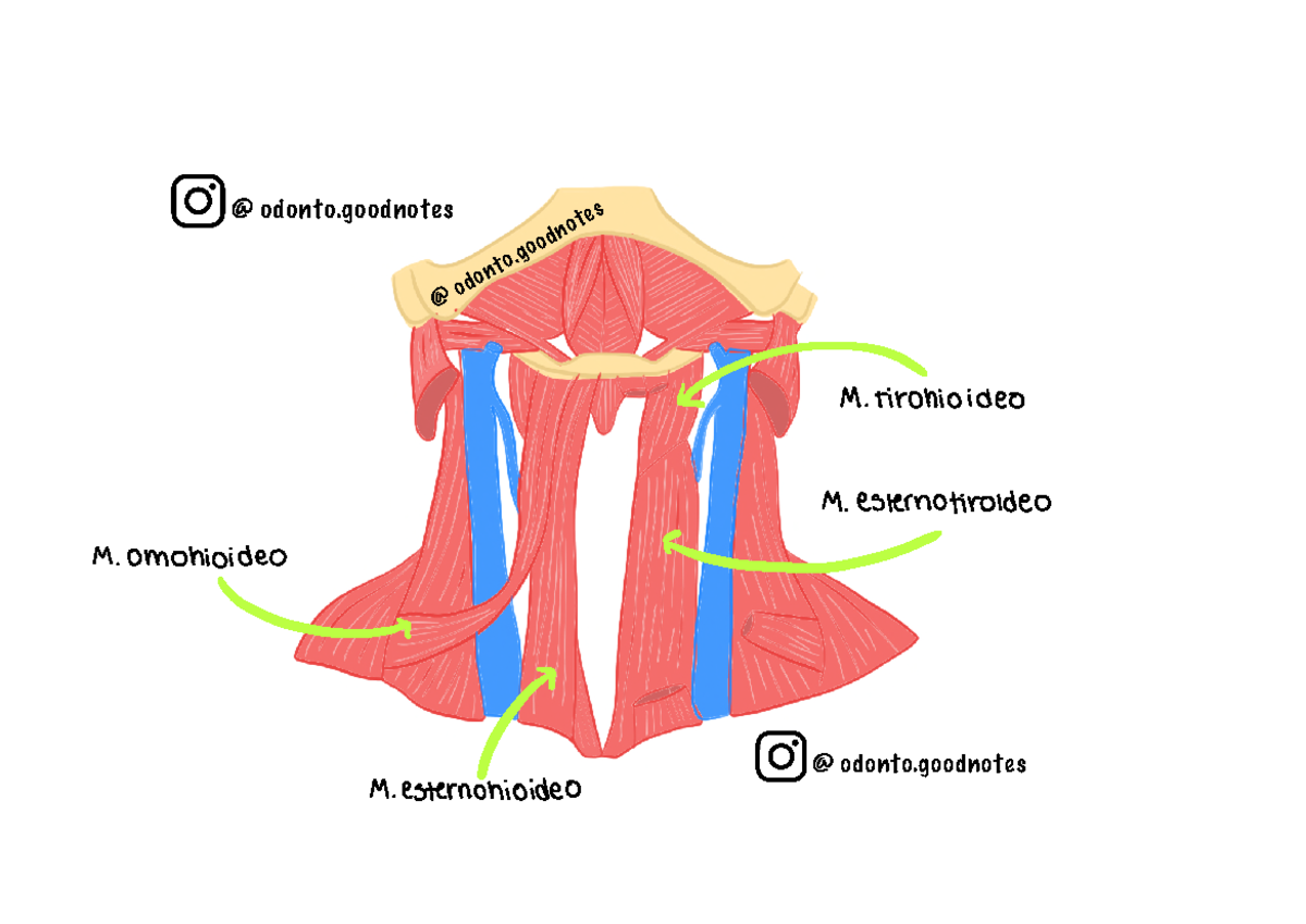 Musc. Infrahioideos - Anatomia de cabeza y cuello II - @ odonto ...