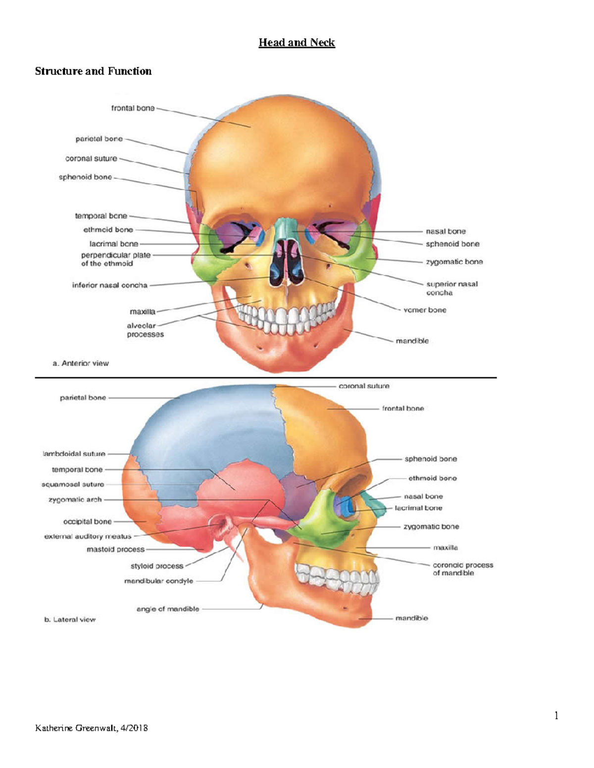 Head and Neck - Anatomical cheat sheets - 1 Head and Neck Structure and ...
