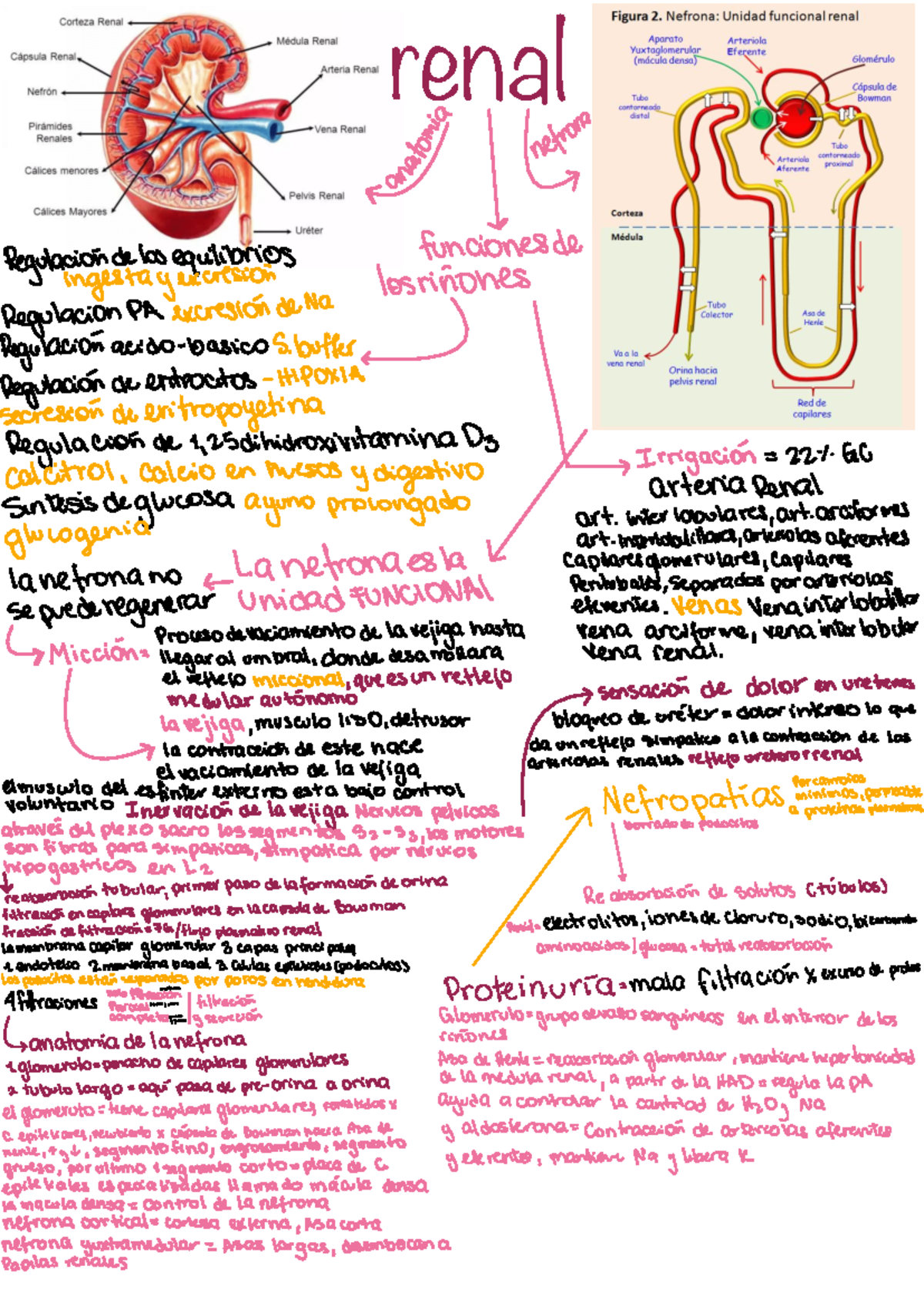 Fisio diagramas 3 - Corteza Renal Figura 2. Nefrona: Unidad funcional ...