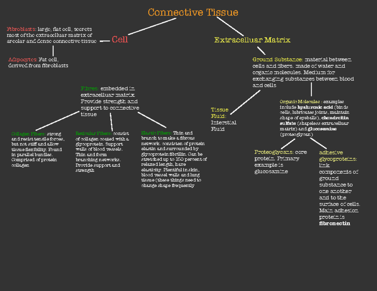 KPE126 Anatomy Notes - Connective Tissue Cell Extracelluar Matrix ...