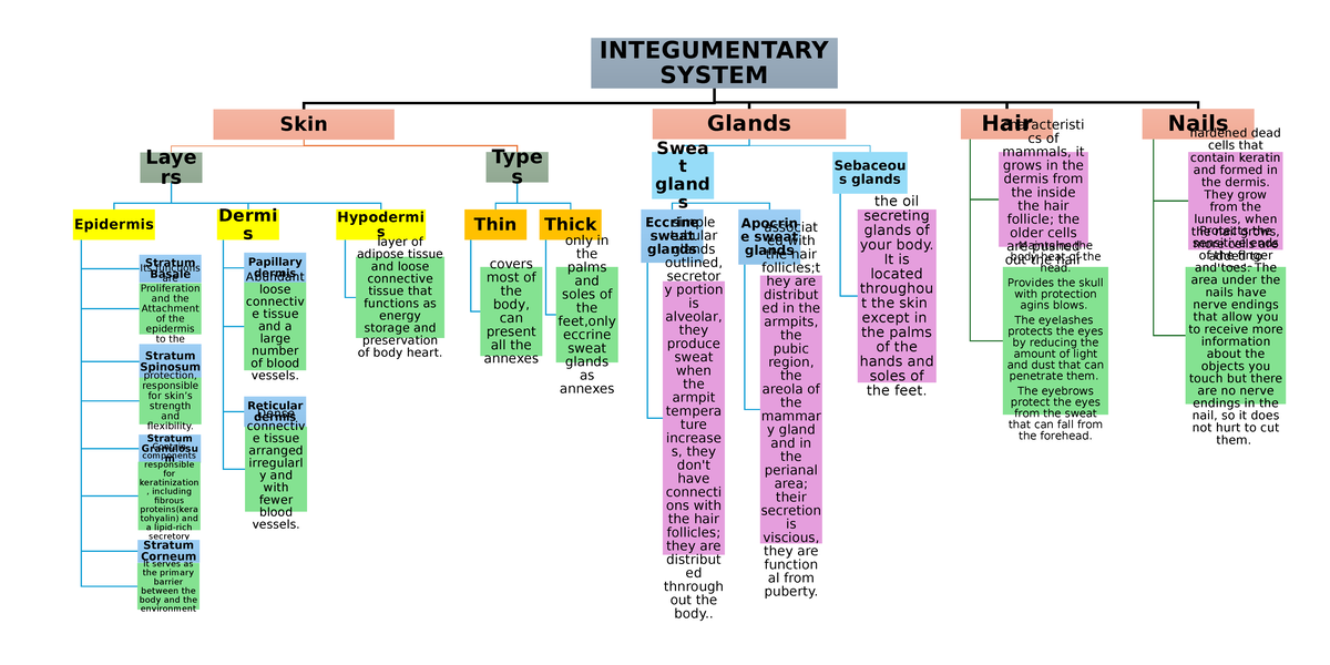 Concept-Map-Haron-Supilar - INTEGUMENTARY SYSTEM Skin Laye rs Epidermis ...