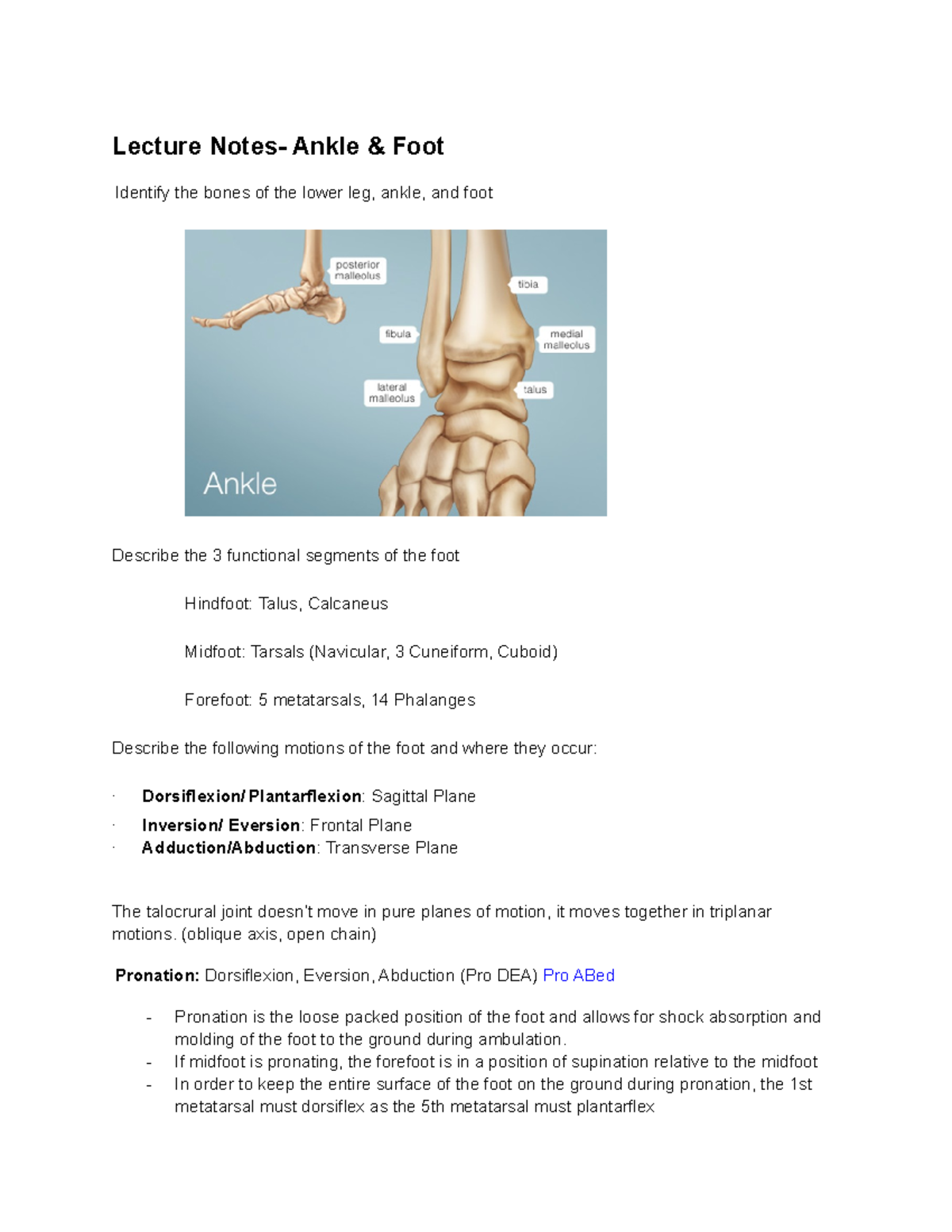 Lecture Notes Ankle and Foot - Lecture Notes- Ankle & Foot Identify the ...