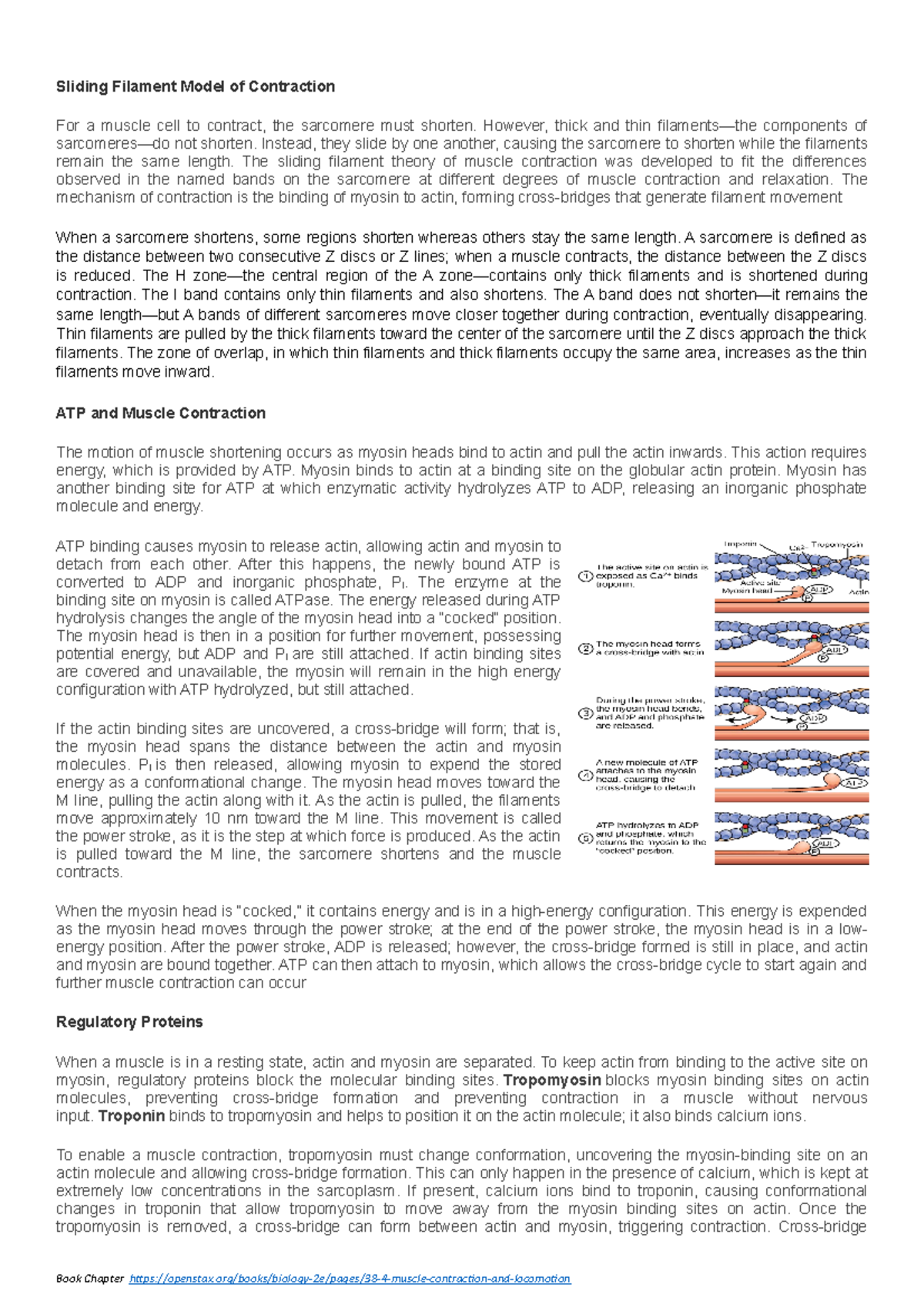 Article - Sliding Filament Model of Contraction - Sliding Filament ...