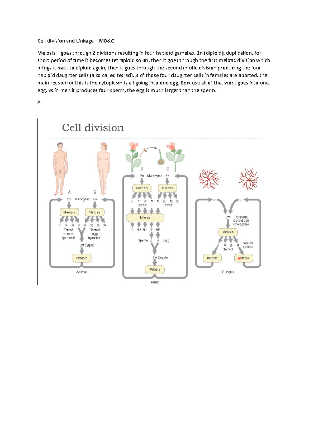 Cell division and Linkage - 2n (diploid), duplication, for short period ...