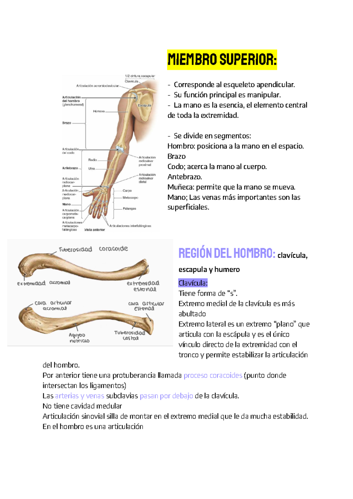Miembro Superior-2 - Resumen Netter's Anatomy - MIEMBRO SUPERIOR ...