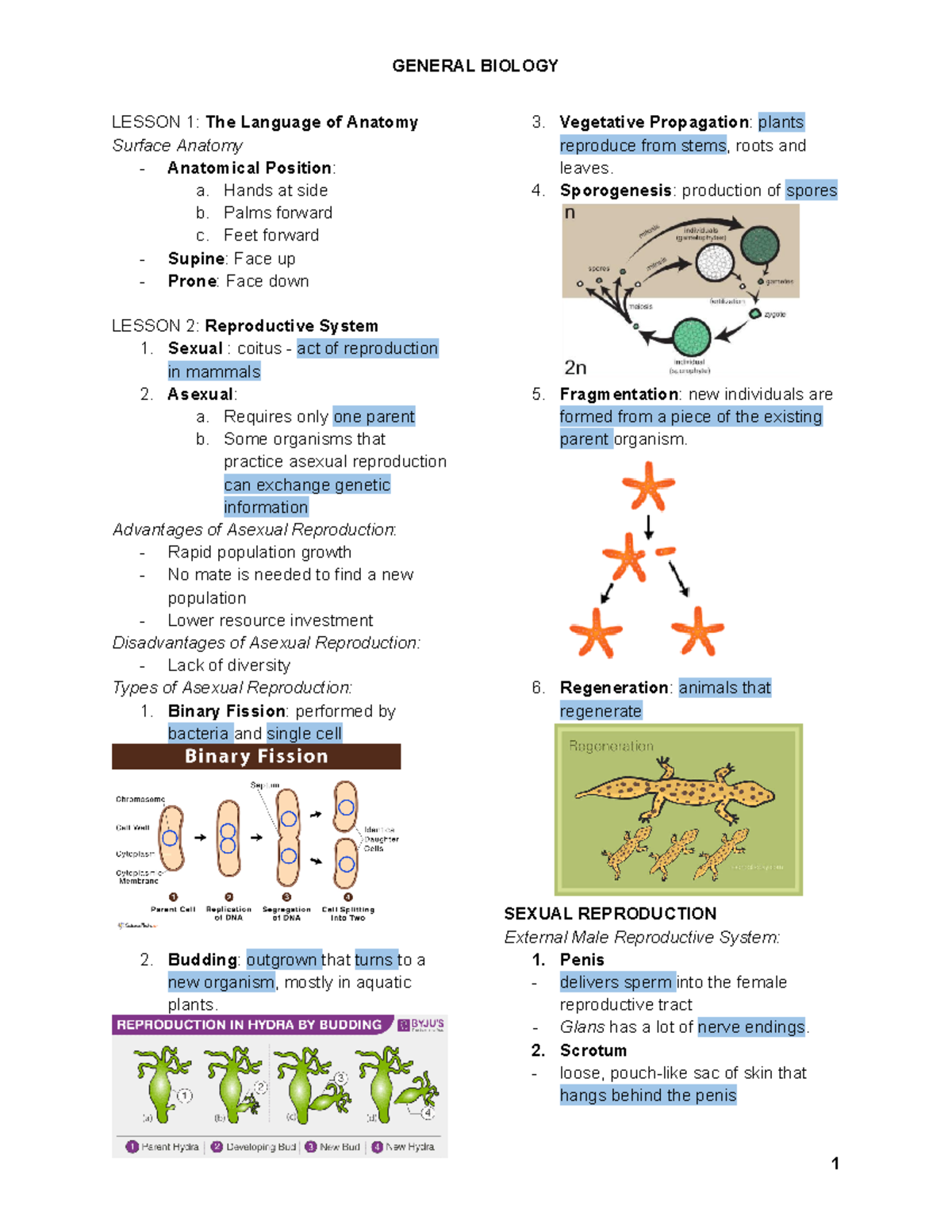 Biology Notes - LESSON 1: The Language of Anatomy Surface Anatomy ...