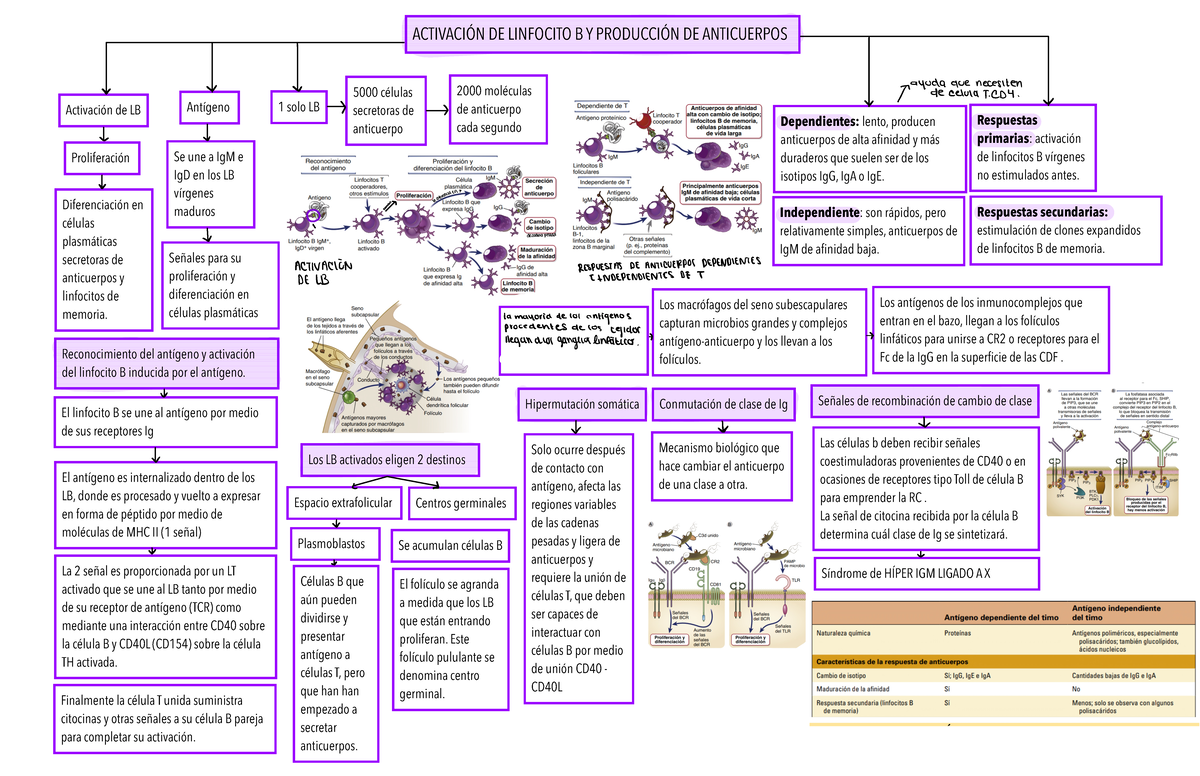 Activacion Lb - Activación de linfocitos B - ACTIVACIÓN DE LINFOCITO B Y PRODUCCIÓN DE ...