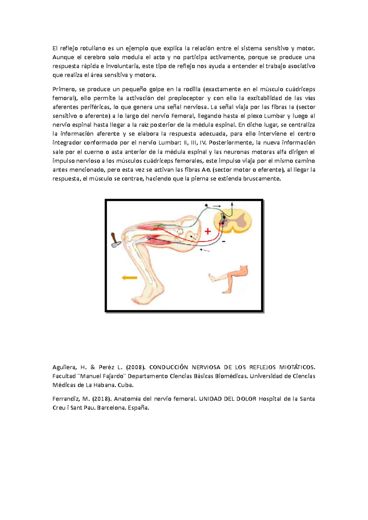 El reflejo rotuliano - resumen - El reflejo rotuliano es un ejemplo que ...