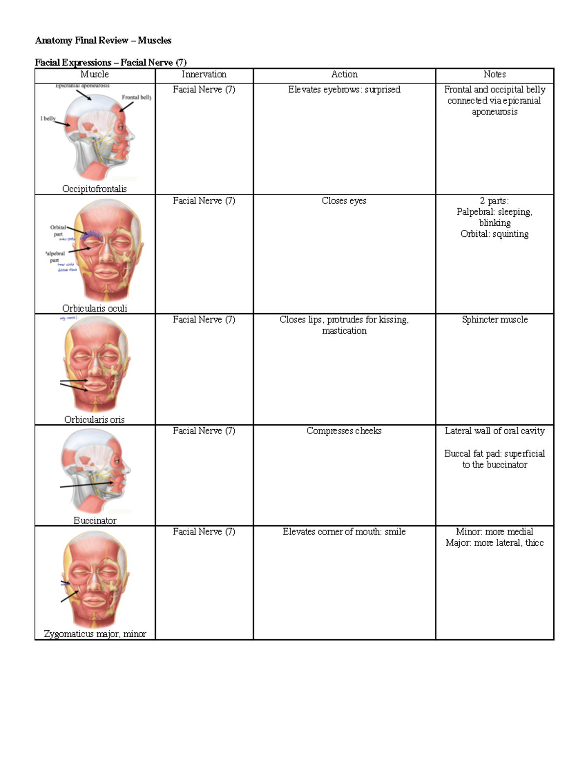 Anatomy Final Review - Muscles - Anatomy Final Review – Muscles Facial ...