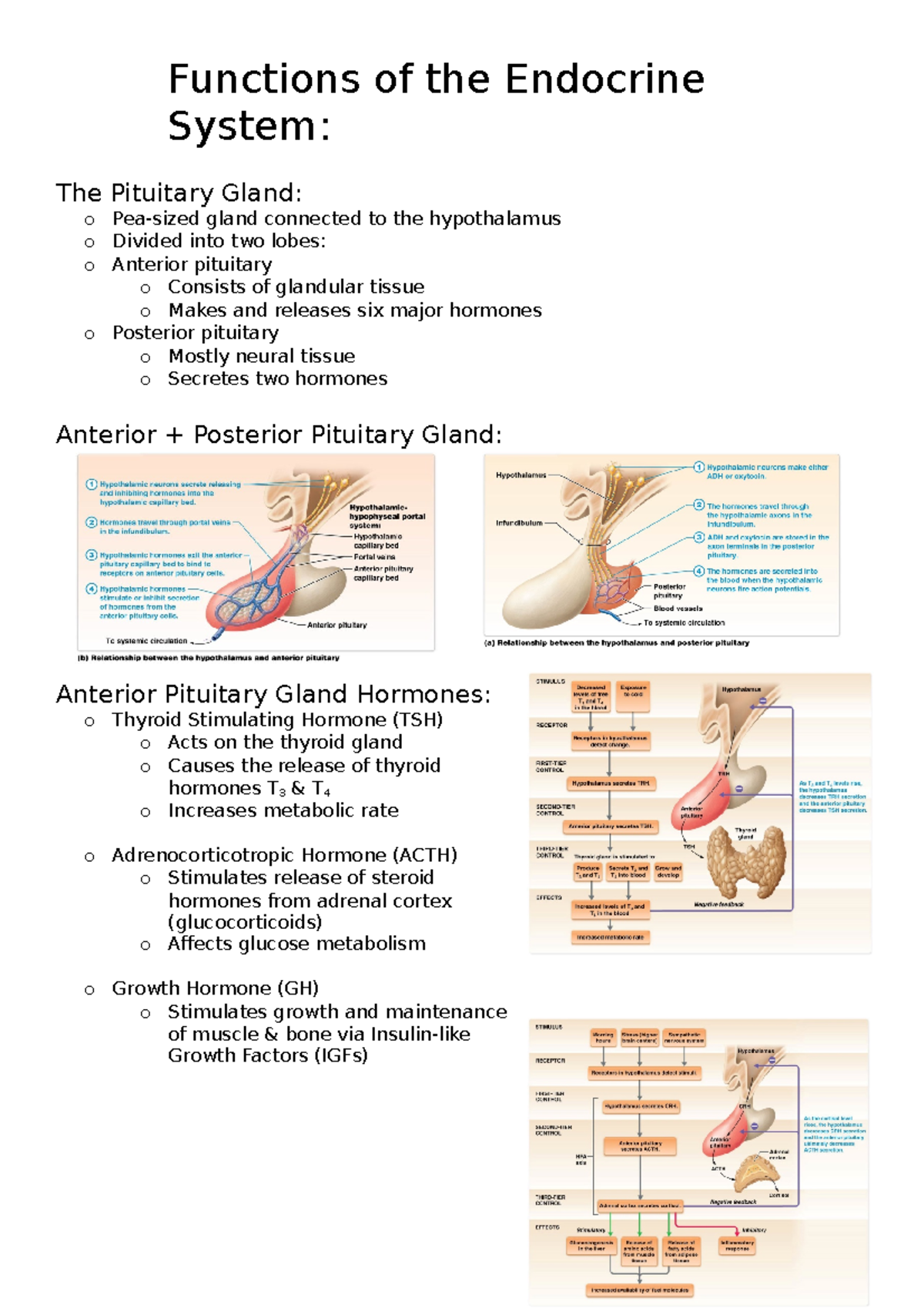 Functions of the Endocrine System - Functions of the Endocrine System ...