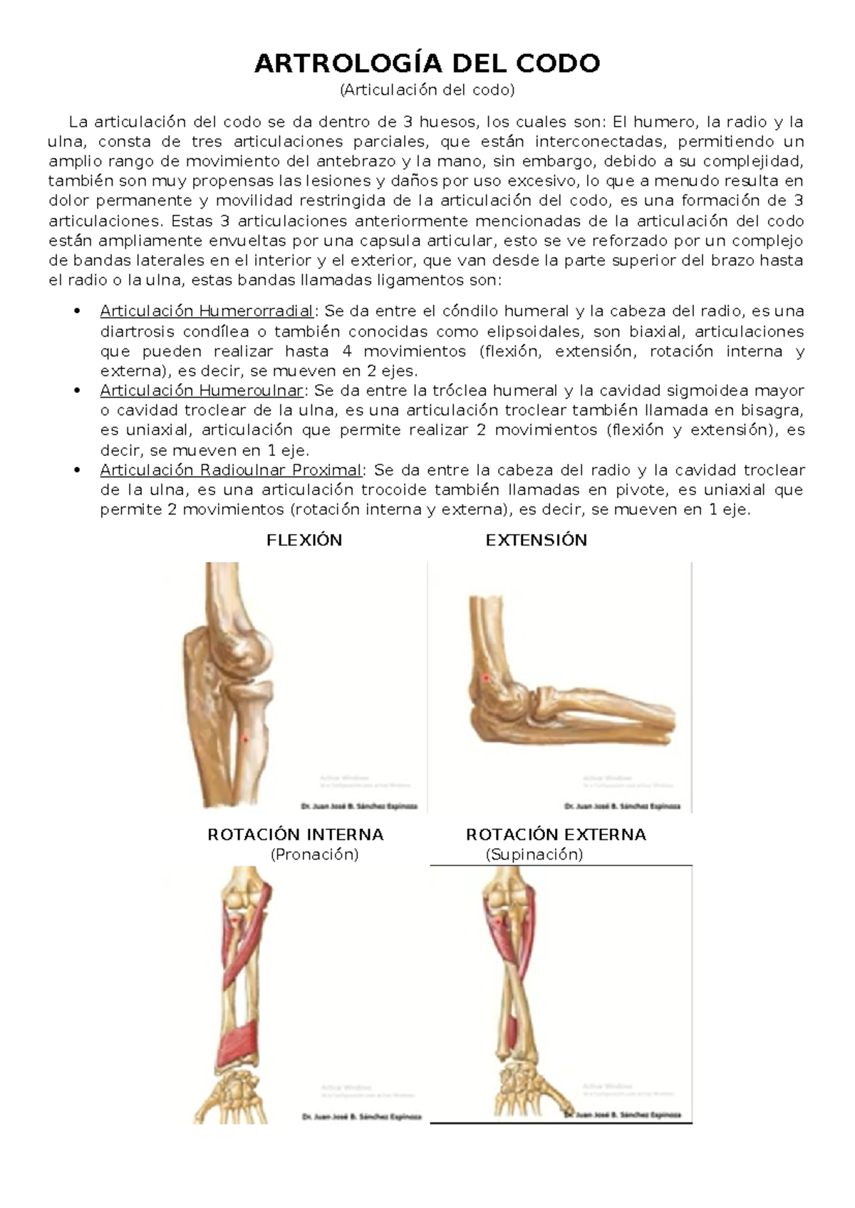Artrología del codo - ARTROLOGÍA DEL CODO (Articulación del codo) La ...